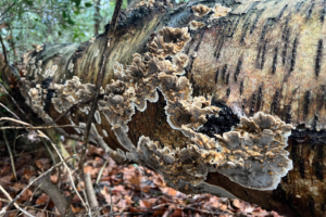Fungal Infections In Trees Identification Impact And Management