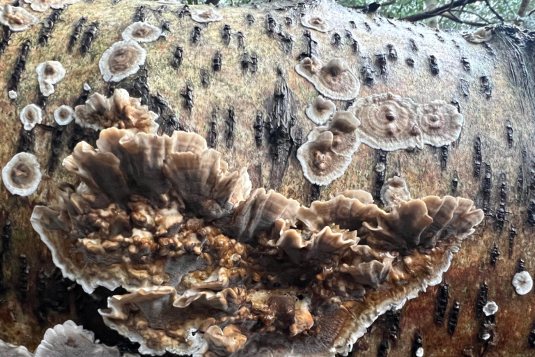 Fungal Infections in Trees: Identification, Impact, and Management ...