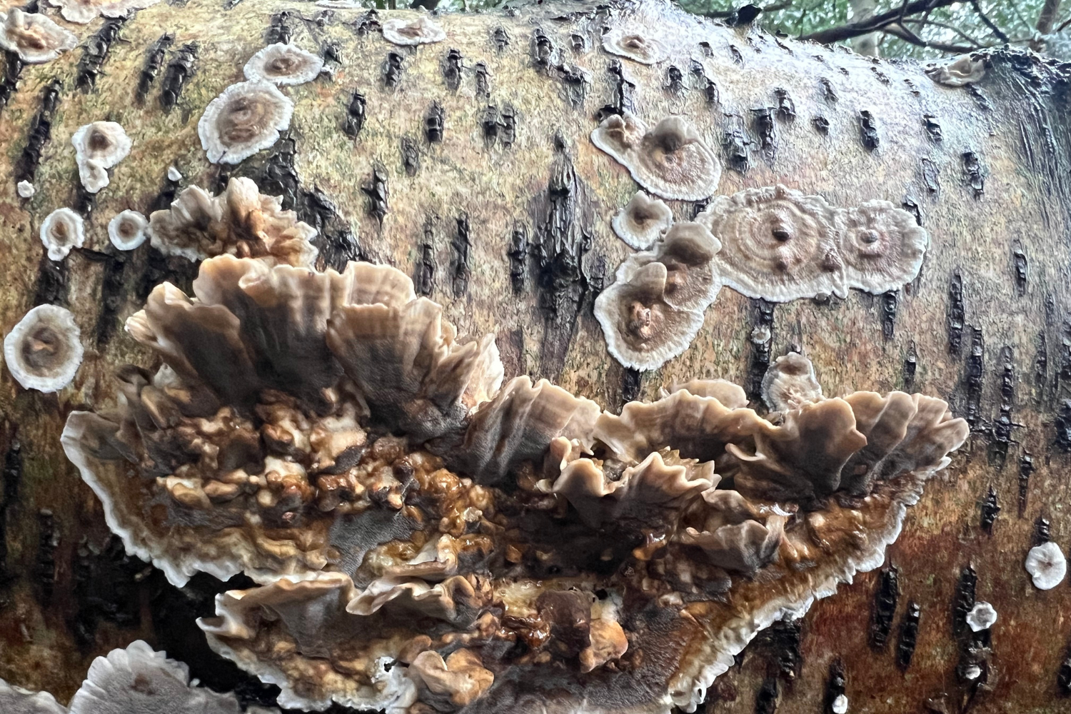 Fungal Infections In Trees Identification Impact And Management