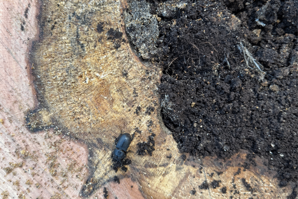 What Is Tree Decay? How to Detect Internal Decay Before Trees Fail ...